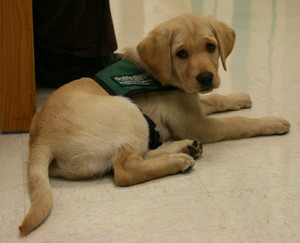 Dog Poster, Puppy Dog POSTER, Cute Dog Poster, Dogs Poster, ANIMALS ...