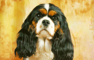 Dog Poster, Puppy Dog POSTER, Cute Dog Poster, Dogs Poster, ANIMALS ...