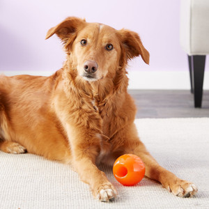 Dog Poster, Puppy Dog POSTER, Cute Dog Poster, Dogs Poster, ANIMALS ...