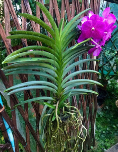 Bala plant creation Lily Plant Price in India - Buy Bala plant creation ...