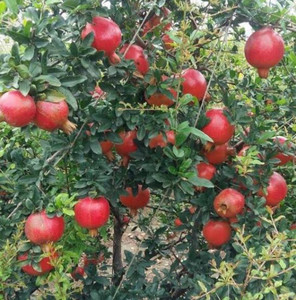 dalim Pomegranate Plant Price in India - Buy dalim Pomegranate Plant ...