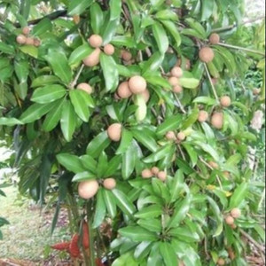 Fulmala Nursery Chiku Plant Price in India - Buy Fulmala Nursery Chiku ...