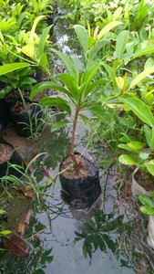Fulmala Nursery Chiku Plant Price in India - Buy Fulmala Nursery Chiku ...