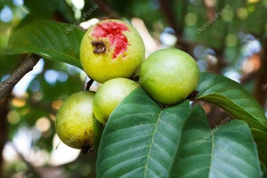 Fulmala Nursery Guava Plant Price in India - Buy Fulmala Nursery Guava ...