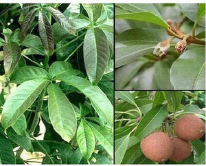 Cloud Farm Chiku Plant Price in India - Buy Cloud Farm Chiku Plant ...