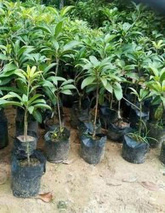Fulmala Nursery Chiku Plant Price in India - Buy Fulmala Nursery Chiku ...