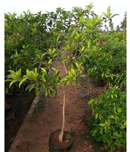 Fulmala Nursery Chiku Plant Price in India - Buy Fulmala Nursery Chiku ...