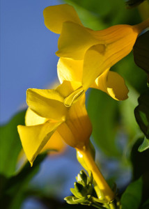 PlantQuipo Mandevilla Plant Price in India - Buy PlantQuipo Mandevilla ...