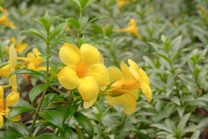 PlantQuipo Mandevilla Plant Price in India - Buy PlantQuipo Mandevilla ...