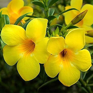 PlantQuipo Mandevilla Plant Price in India - Buy PlantQuipo Mandevilla ...