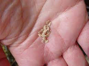 DST TOMATO SEEDS Seed Price in India - Buy DST TOMATO SEEDS Seed online ...