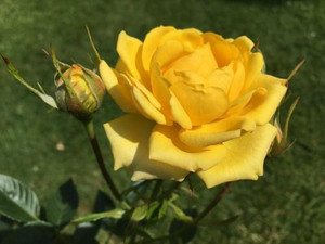 Fulmala Nursery Rose Plant Price in India - Buy Fulmala Nursery Rose ...