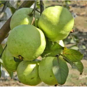 Fulmala Nursery Guava Plant Price in India - Buy Fulmala Nursery Guava ...