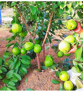 MiracleGarden Guava Plant Price in India - Buy MiracleGarden Guava ...