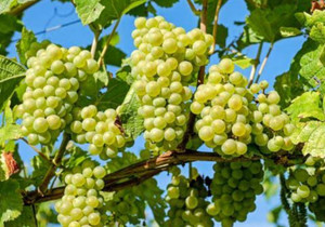 angur Grape Plant Price in India - Buy angur Grape Plant online at ...