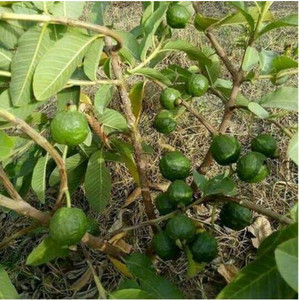 Fulmala Nursery Guava Plant Price in India - Buy Fulmala Nursery Guava ...