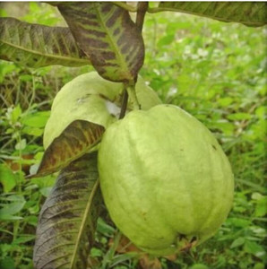 Fulmala Nursery Guava Plant Price in India - Buy Fulmala Nursery Guava ...