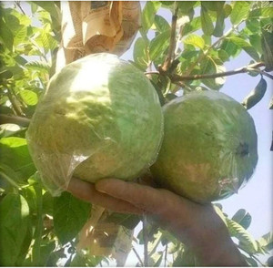 Fulmala Nursery Guava Plant Price in India - Buy Fulmala Nursery Guava ...