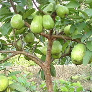Fulmala Nursery Guava Plant Price in India - Buy Fulmala Nursery Guava ...