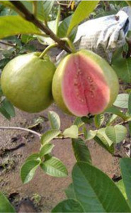Cloud Farm Guava Plant Price in India - Buy Cloud Farm Guava Plant ...