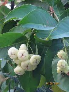 creative farmer Jamun Plant Price in India - Buy creative farmer Jamun ...