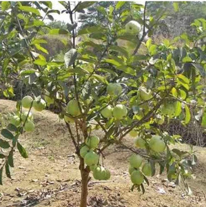 Fulmala Nursery Guava Plant Price in India - Buy Fulmala Nursery Guava ...