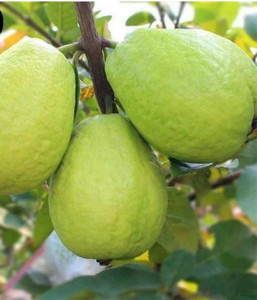 Fulmala Nursery Guava Plant Price in India - Buy Fulmala Nursery Guava ...