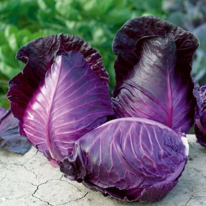 Aywal Purple Cabbage Seed Price in India - Buy Aywal Purple Cabbage ...
