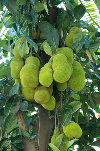 SOHA ENTERPRISE Jack Fruit Plant Price in India - Buy SOHA ENTERPRISE ...
