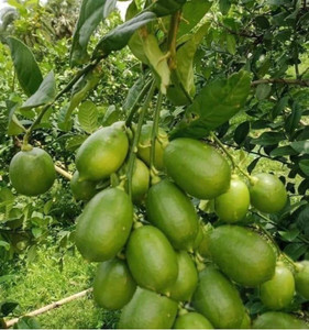 Fulmala Nursery Lemon Plant Price in India - Buy Fulmala Nursery Lemon ...