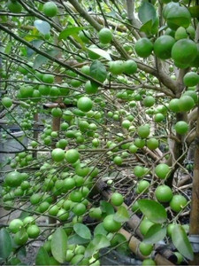 Fulmala Nursery Lemon Plant Price in India - Buy Fulmala Nursery Lemon ...