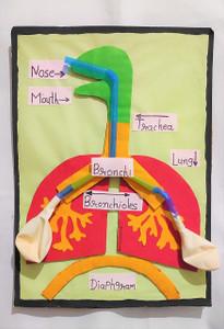 the craft gurus Working model of human Respiratory System - For School ...