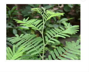 Sundhi Shami/Jand Plant Price in India - Buy Sundhi Shami/Jand Plant ...