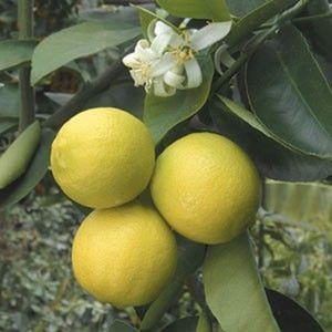 Cera Wares Lemon Seed Price in India - Buy Cera Wares Lemon Seed online ...