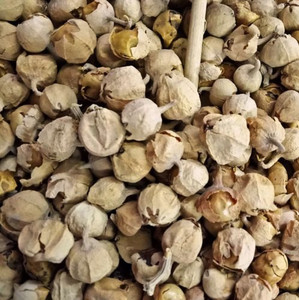 Natbless PANEER DODI, PANEER DODI PHOOL Seed Price in India - Buy ...