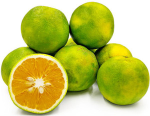 Cera Wares Mosami Seed Price in India - Buy Cera Wares Mosami Seed ...