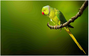 Perrot Bird Big Size Flex Poster For Room MD-3600 Photographic Paper ...