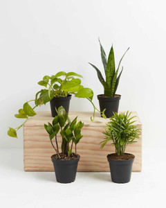 Amazing Gurden Money Plant Price in India - Buy Amazing Gurden Money ...