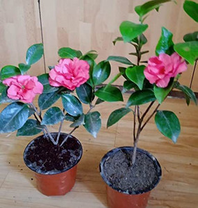 PlantQuipo Rhoeo Plant Price in India - Buy PlantQuipo Rhoeo Plant ...