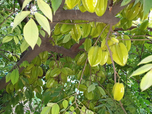 Kapebonavista Karmal Kamrakh Carambola Neermaruthu karamanga Jarul Seed ...