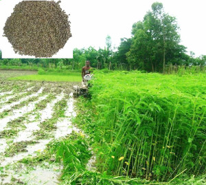 SeedLife Daincha Seeds - King of Natural Green Manure Seed Price in ...