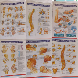 Clinic Poster Clinic Poster For Physiotherapy Paper Print - Educational ...