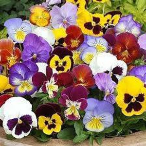 XOLDA Hybrid Pancy Seed Price in India - Buy XOLDA Hybrid Pancy Seed ...