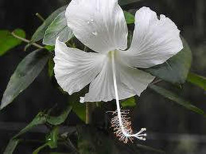 Queen Gulu Hibiscus Plant Price in India - Buy Queen Gulu Hibiscus ...