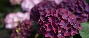 Queen Gulu Hydrangea Plant Price in India - Buy Queen Gulu Hydrangea ...