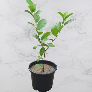 Srs Traders Guava Plant Price in India - Buy Srs Traders Guava Plant ...