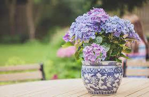 Queen Gulu Hydrangea Plant Price in India - Buy Queen Gulu Hydrangea ...