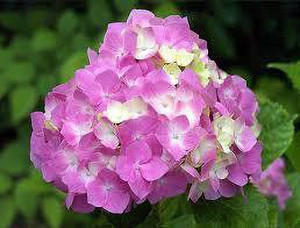 Queen Gulu Hydrangea Plant Price in India - Buy Queen Gulu Hydrangea ...