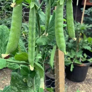 Chalisa Green Peas, Mutter, peas Seed Price in India - Buy Chalisa ...