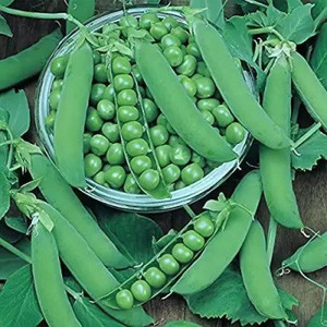 Chalisa Green Peas, Mutter, peas Seed Price in India - Buy Chalisa ...